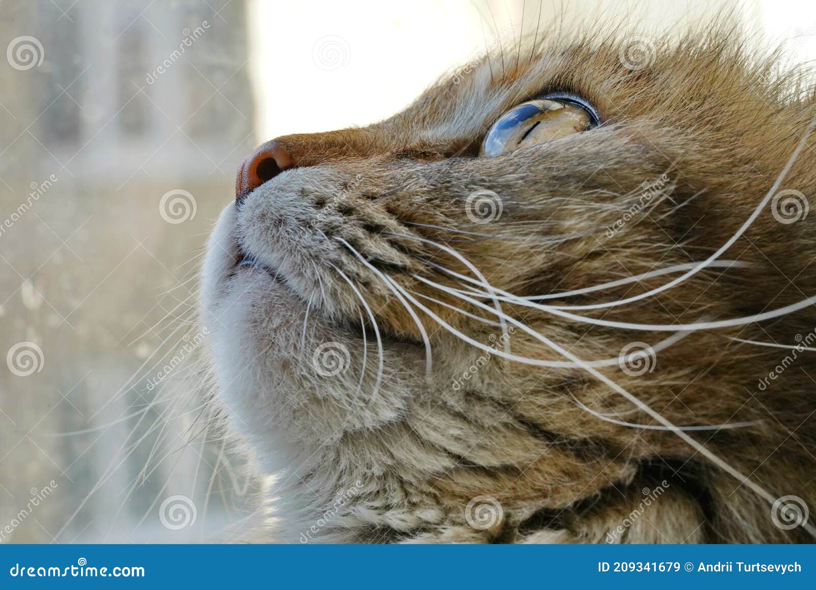 Domestic Cat& X27;s Eye Close-up, with Creative Sky Reflection Macro ...