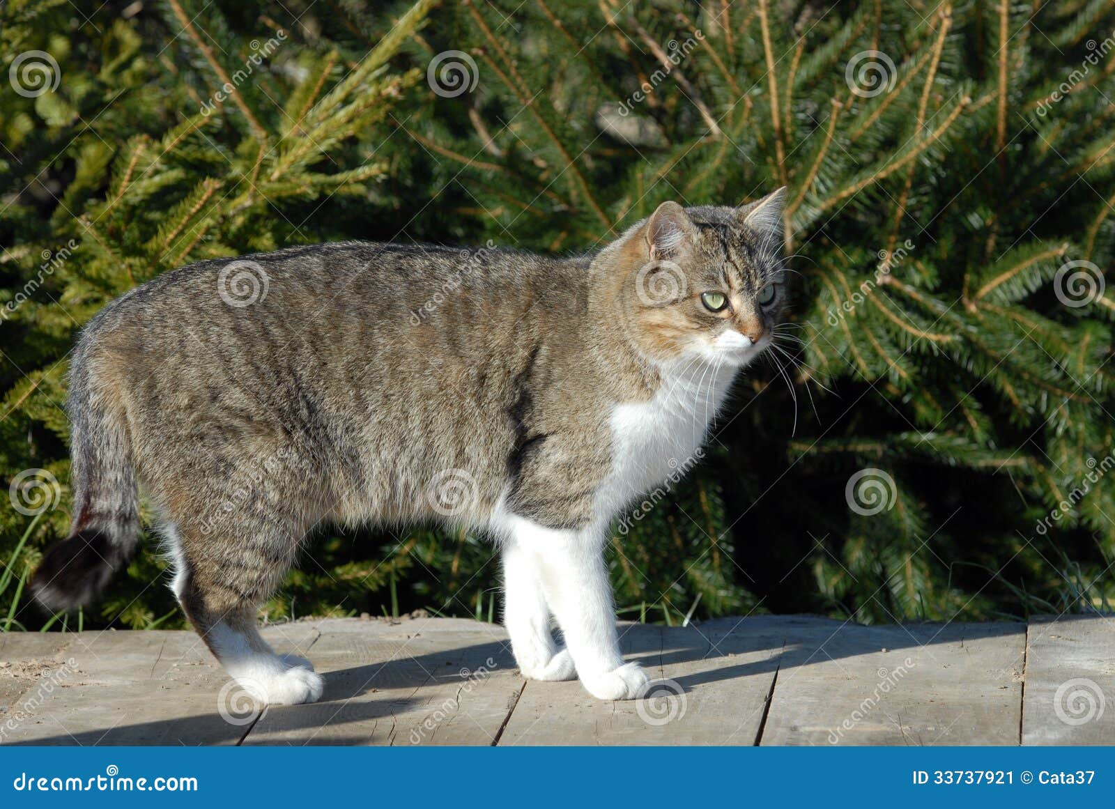 Domestic cat stock image. Image of tree, cute, orange - 33737921