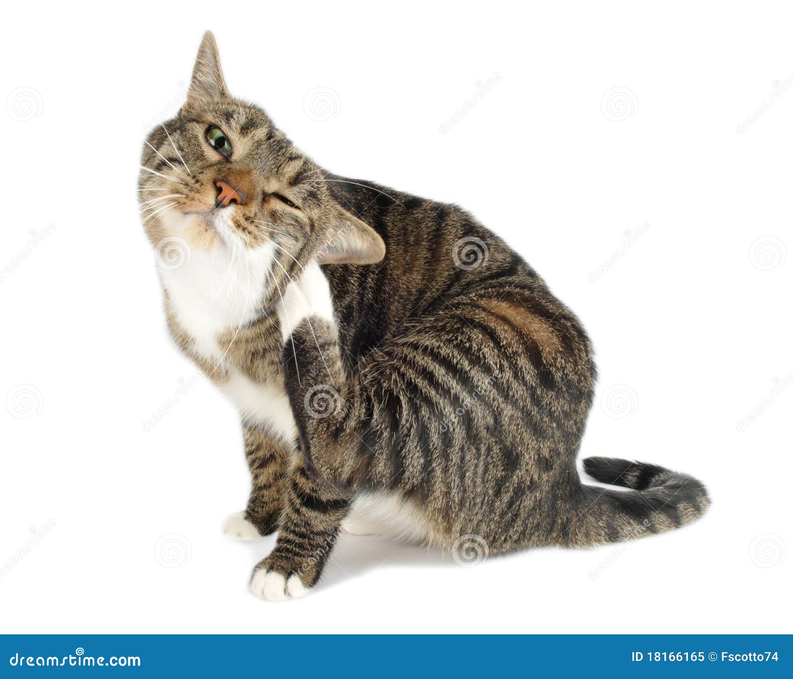 Domestic cat scratching stock image. Image of white, domestic - 18166165