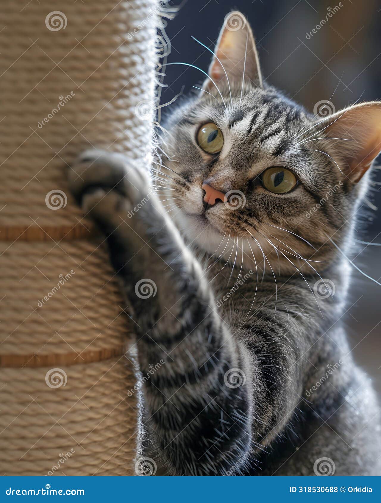 A Domestic Cat Scratching Its Scratching Post Stock Illustration ...