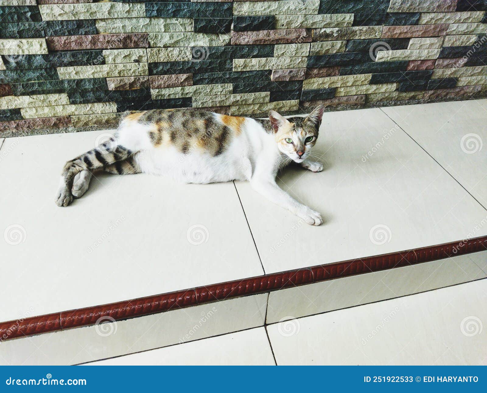 Domestic Cat with Sharp Eyes Stock Image - Image of sharp, eyes: 251922533