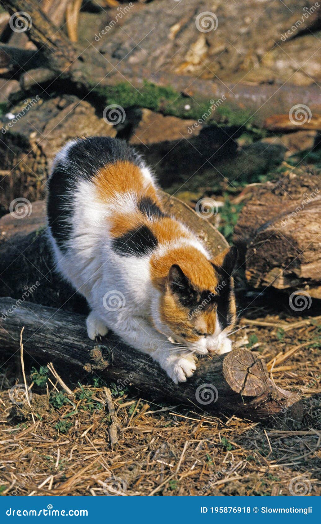 Domestic Cat Sharpening Its Claws on Branch Stock Photo - Image of cats ...