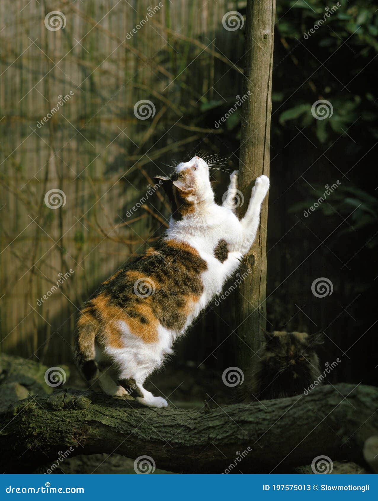 Domestic Cat Sharpening Its Claws on Branch Stock Image - Image of ...