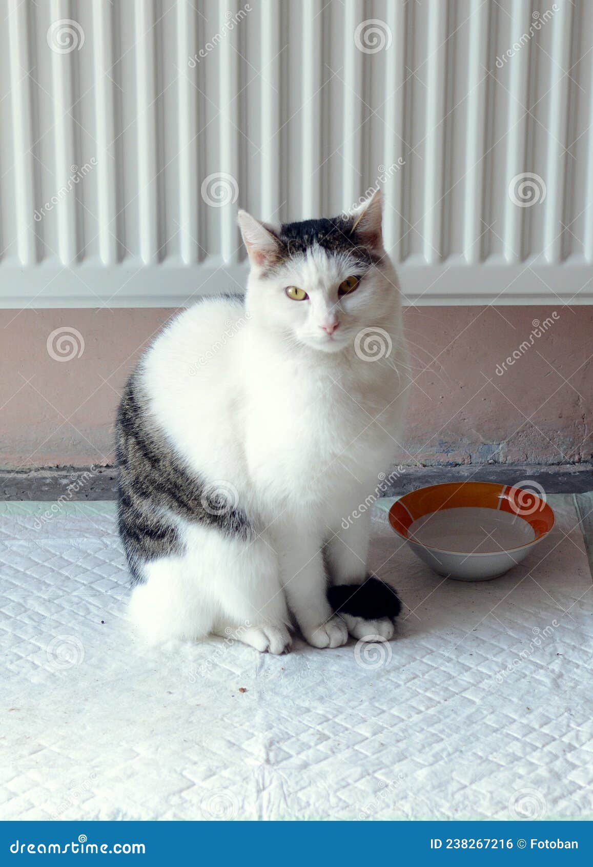 Domestic Cat Sitting at an Empty Bowl Stock Photo - Image of bowl, pets ...
