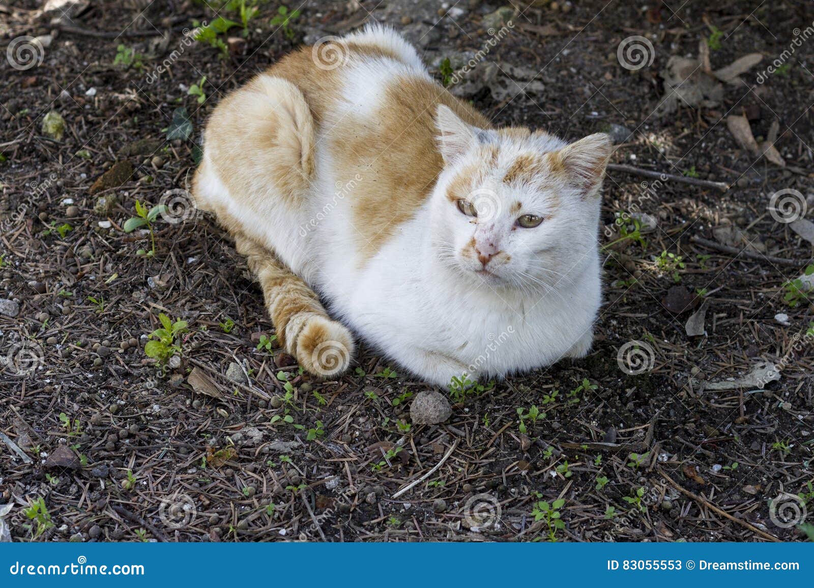 Domestic Cat Sitting on the Ground, Stock Image - Image of pose, nature ...