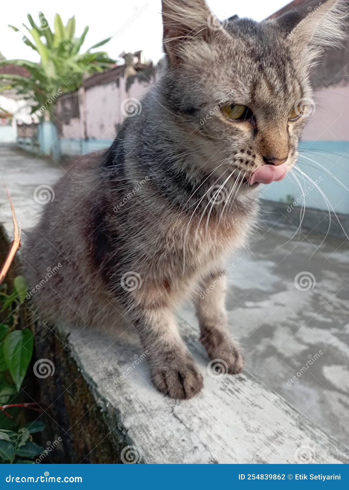 Domestic Cat is Sitting on the Terrace Stock Photo - Image of terrace ...