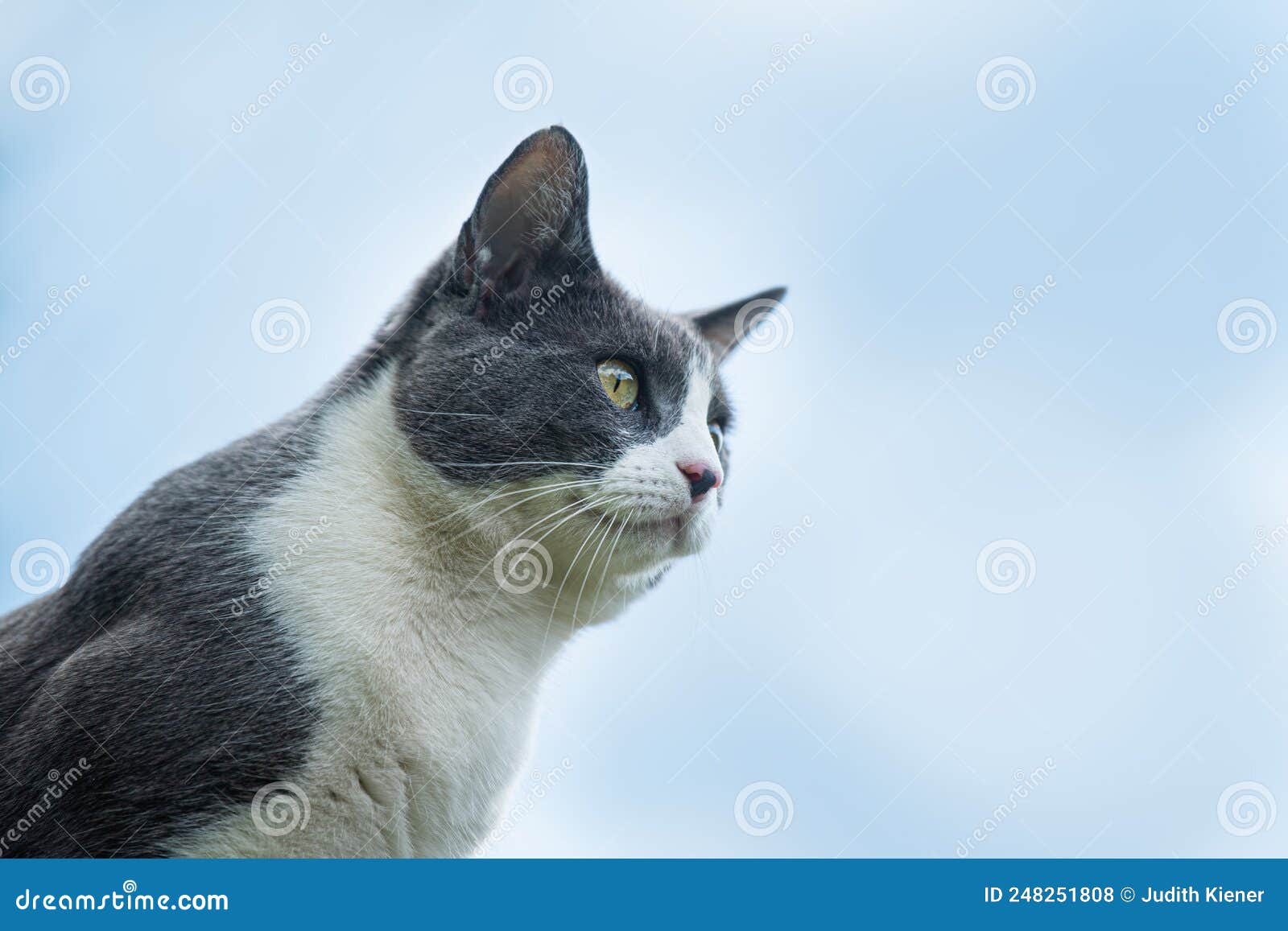 Domestic Cat with Sky Background Stock Photo - Image of domestic, adult ...