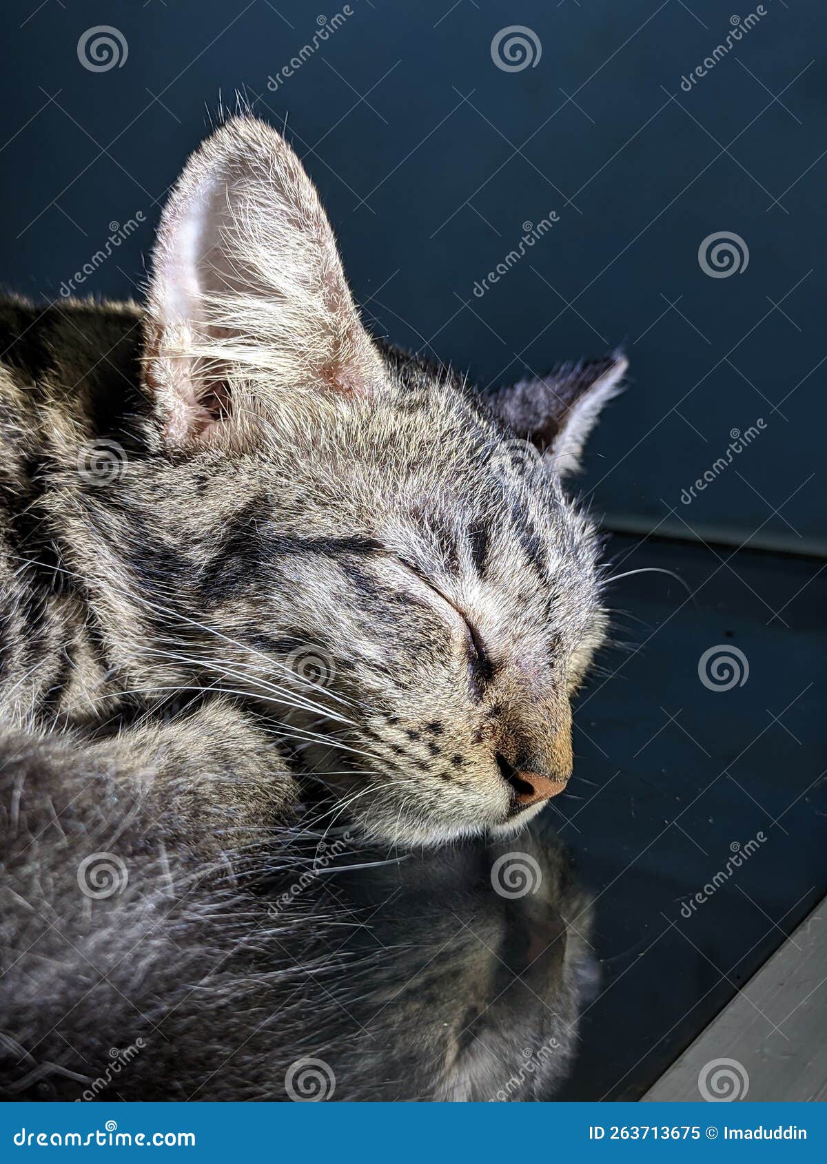 Domestic Cat Sleeping at Home Stock Image - Image of cute, funny: 263713675