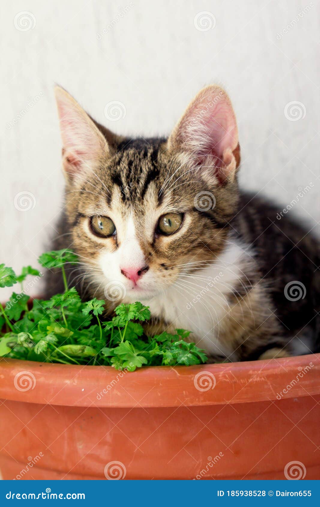 Little Tabby Baby Tomcat in a Flowerpot Stock Photo - Image of hair ...