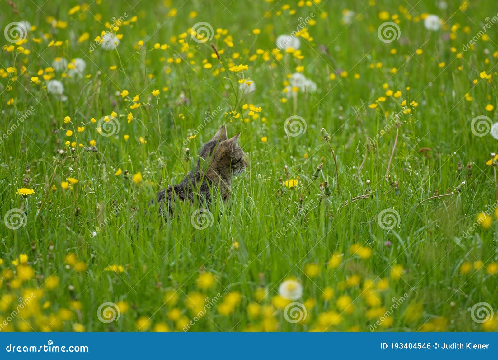 Domestic Cat in a Spring Meadow Stock Photo - Image of mammal, space ...