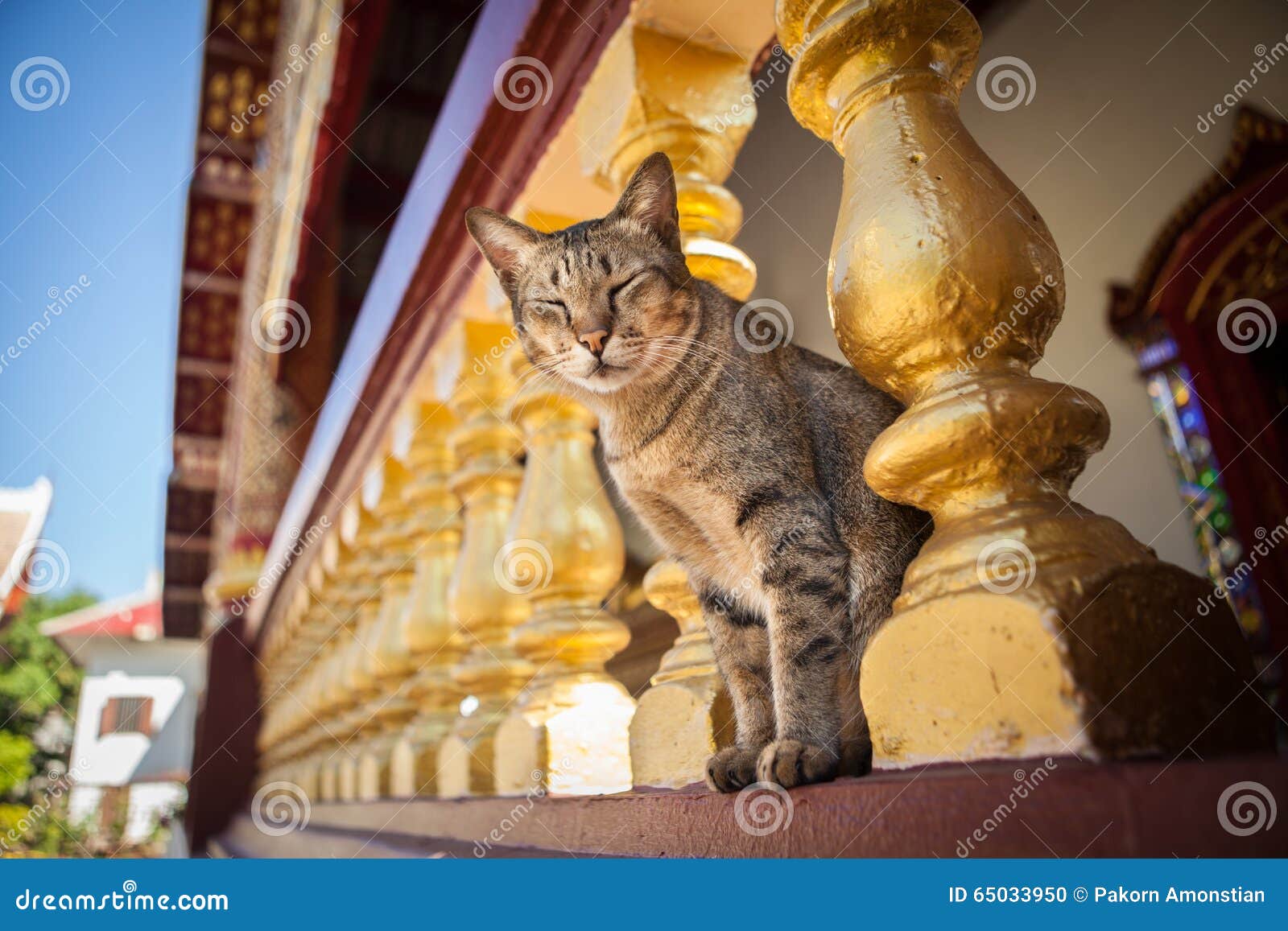 Domestic Cat Stand Close Gold Pillar at Monastery Stock Photo - Image ...