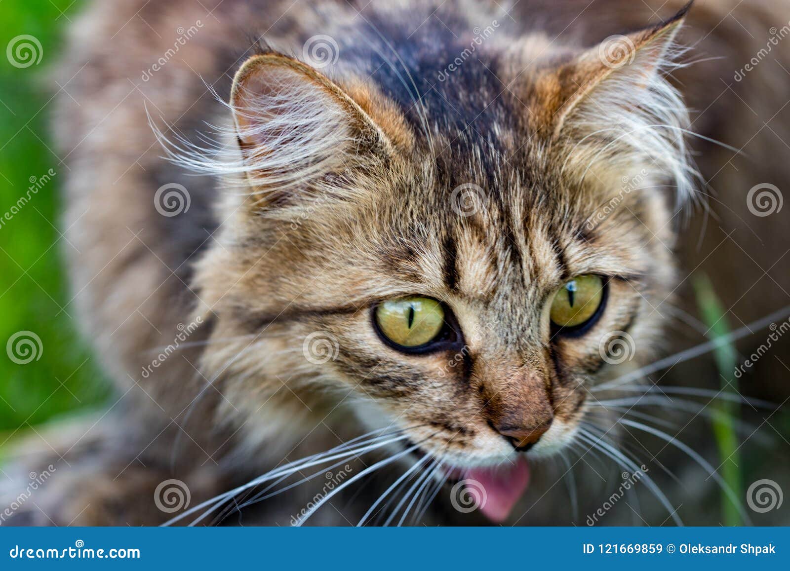 Domestic Cat Staring at the Camera, Close Up Stock Image - Image of ...