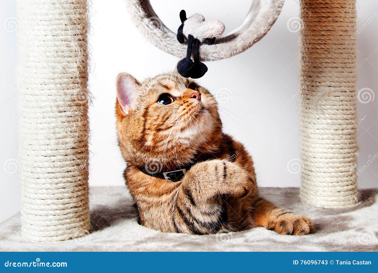 Domestic Cat Tan Playing at Home. Domestic Animals Stock Image - Image ...