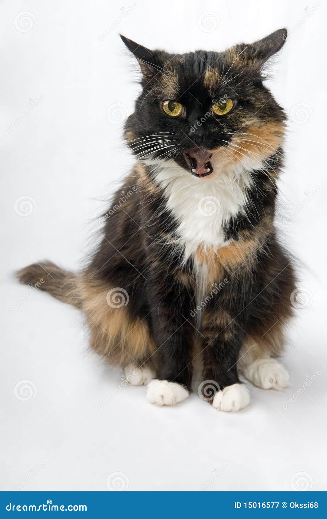 Domestic Cat of Three Colours Stock Image - Image of cute, fluffy: 15016577