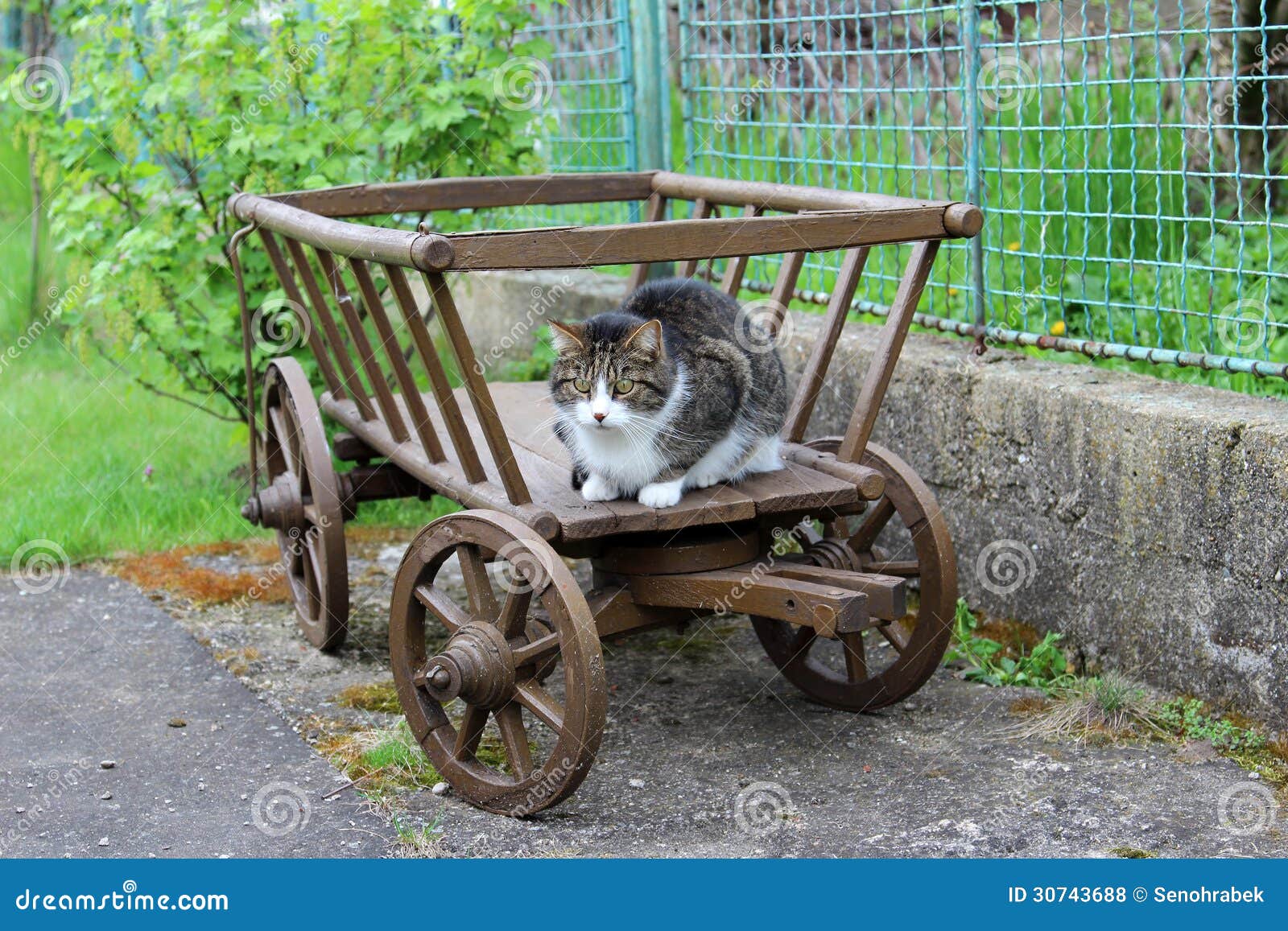 Domestic cat on a wagon stock photo. Image of calm, portrait - 30743688