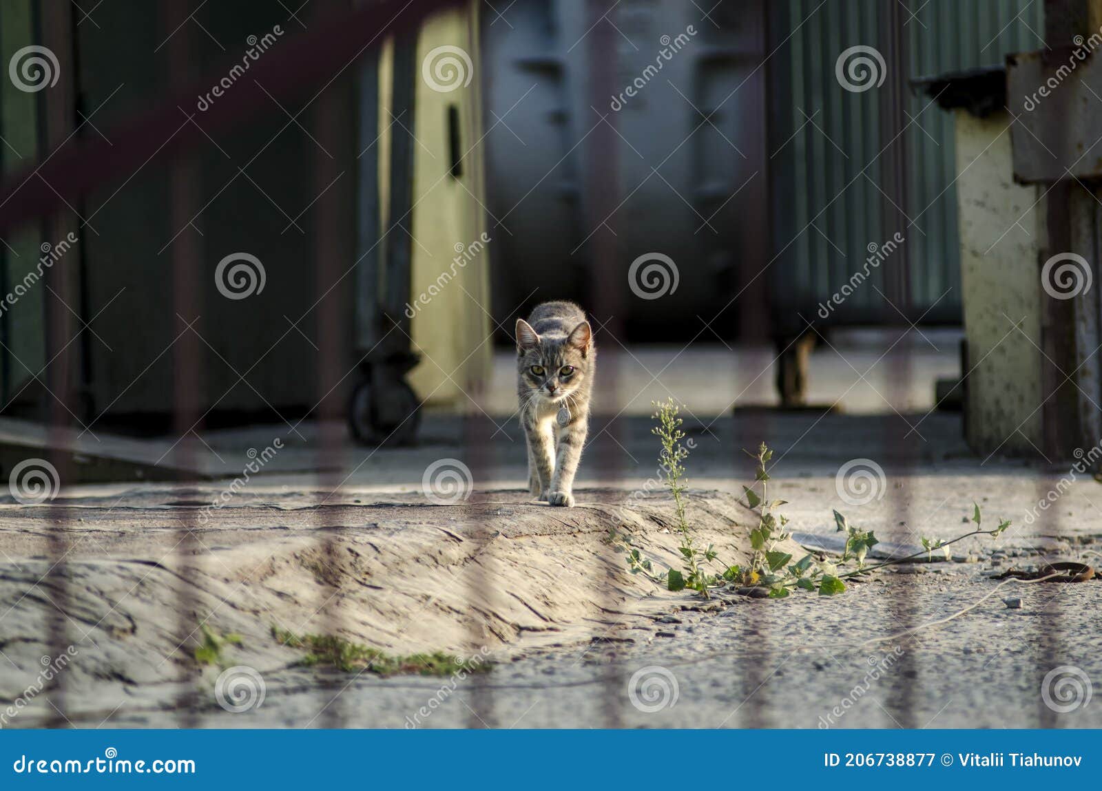 Domestic cat on the walk stock image. Image of cats - 206738877