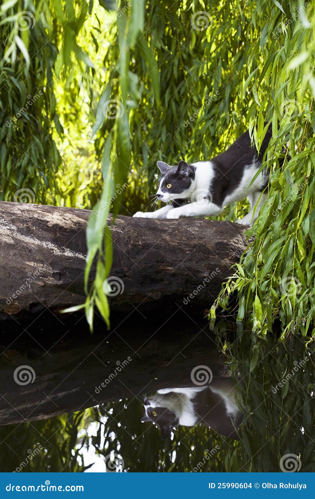Domestic Cat on Wood in Lake Stock Photo - Image of green, leaf: 25990604