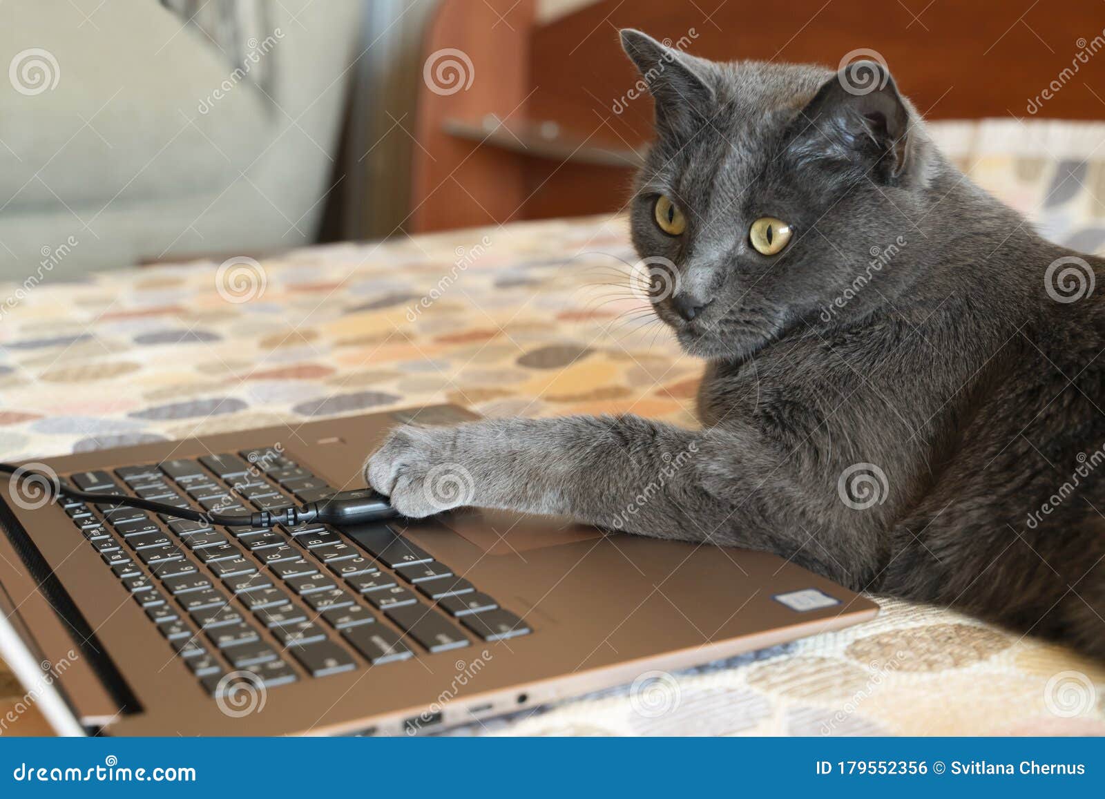 Domestic Cat Working on Computer on Sofa at Home. Remotely Work Concept ...