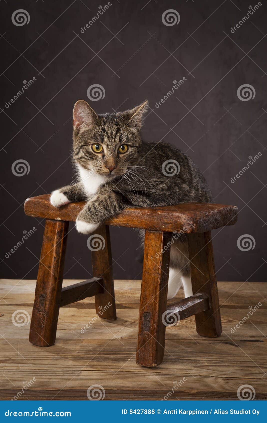 Domestic Cats on the Studio Stock Photo - Image of pretty, single: 8427888