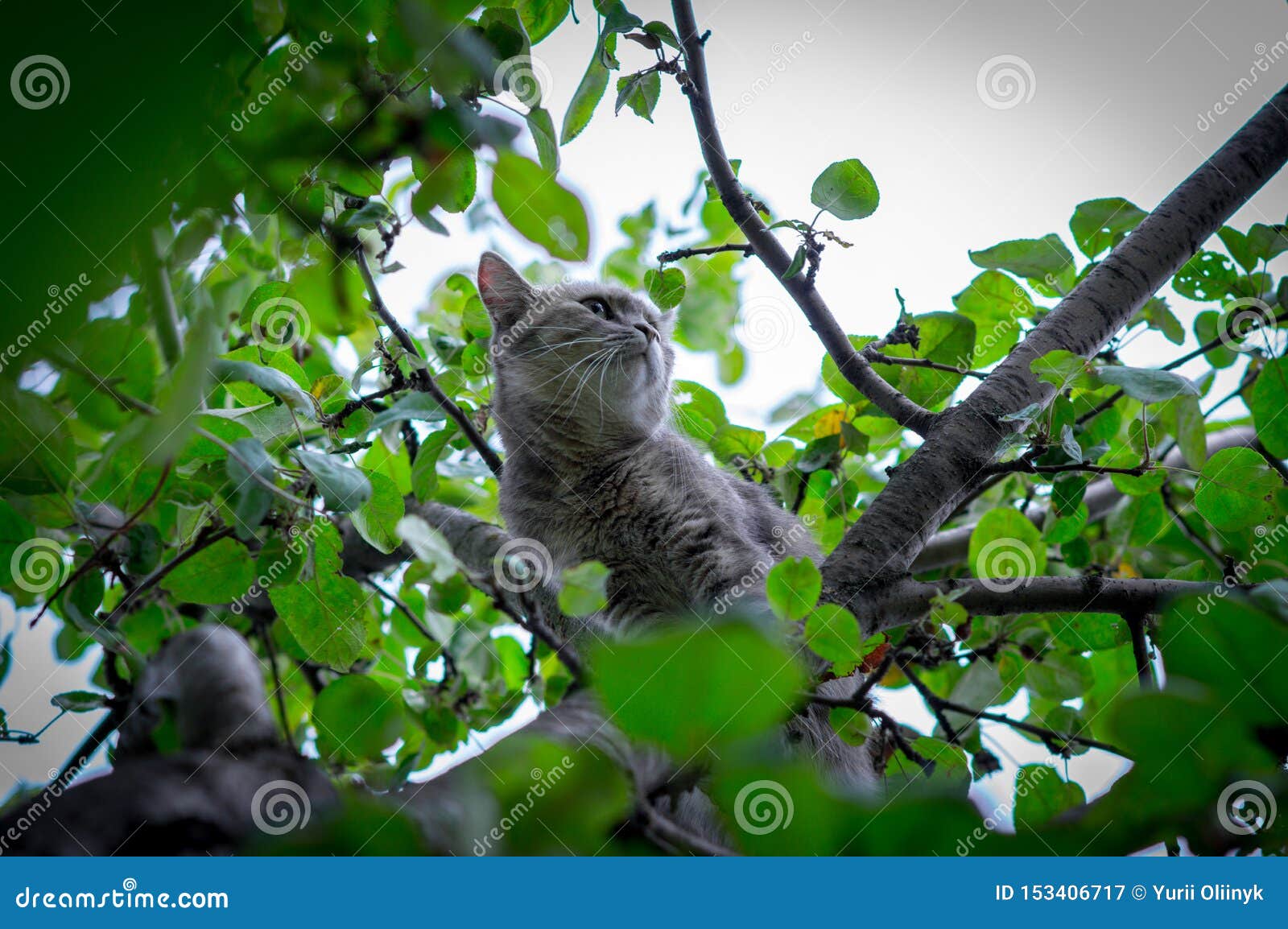 Domestic Cattle Gray Tabby Cat Stock Image - Image of cute, window ...