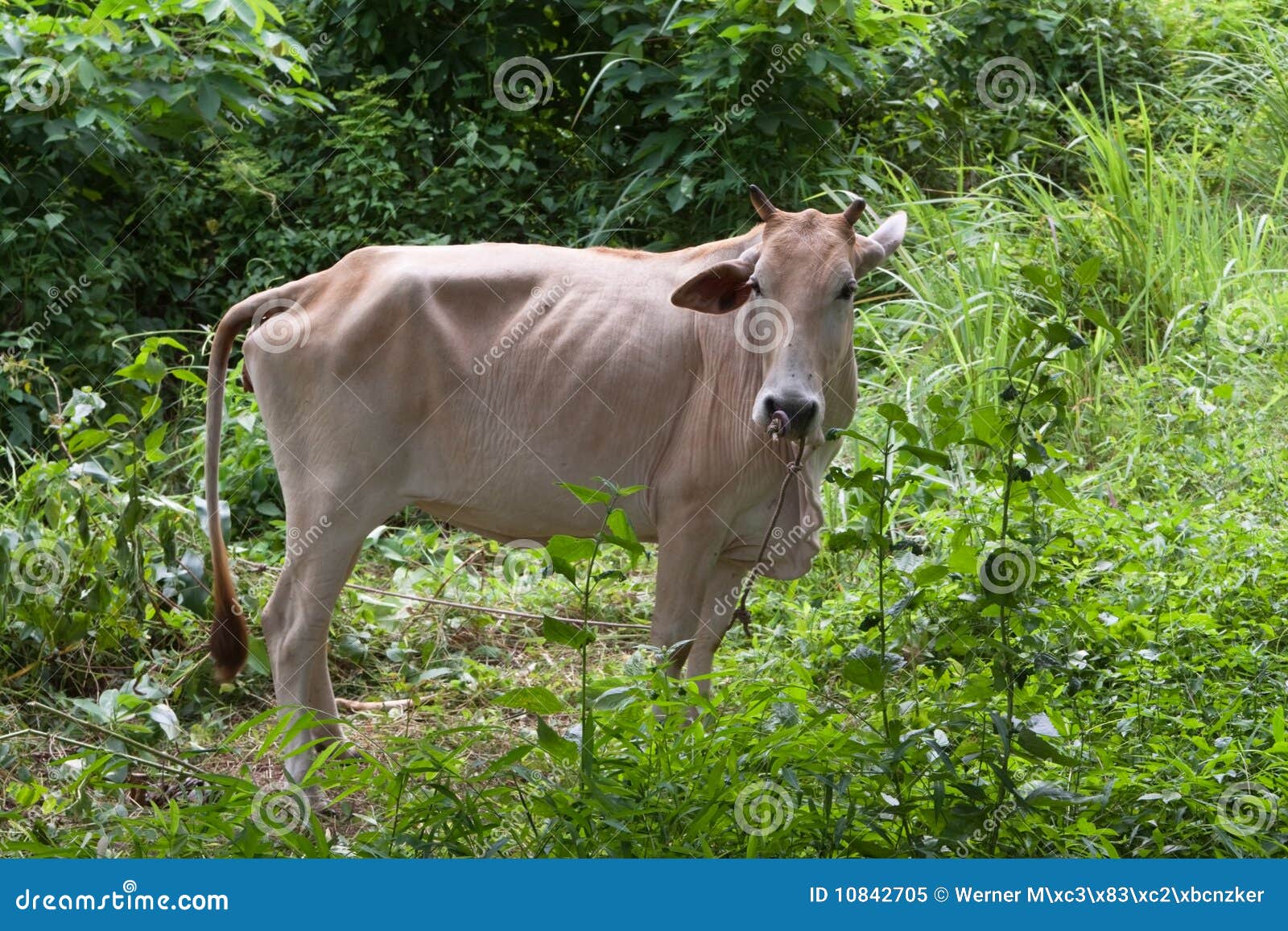 Domestic Cattle in the Woods Stock Image - Image of curiosity, plant ...