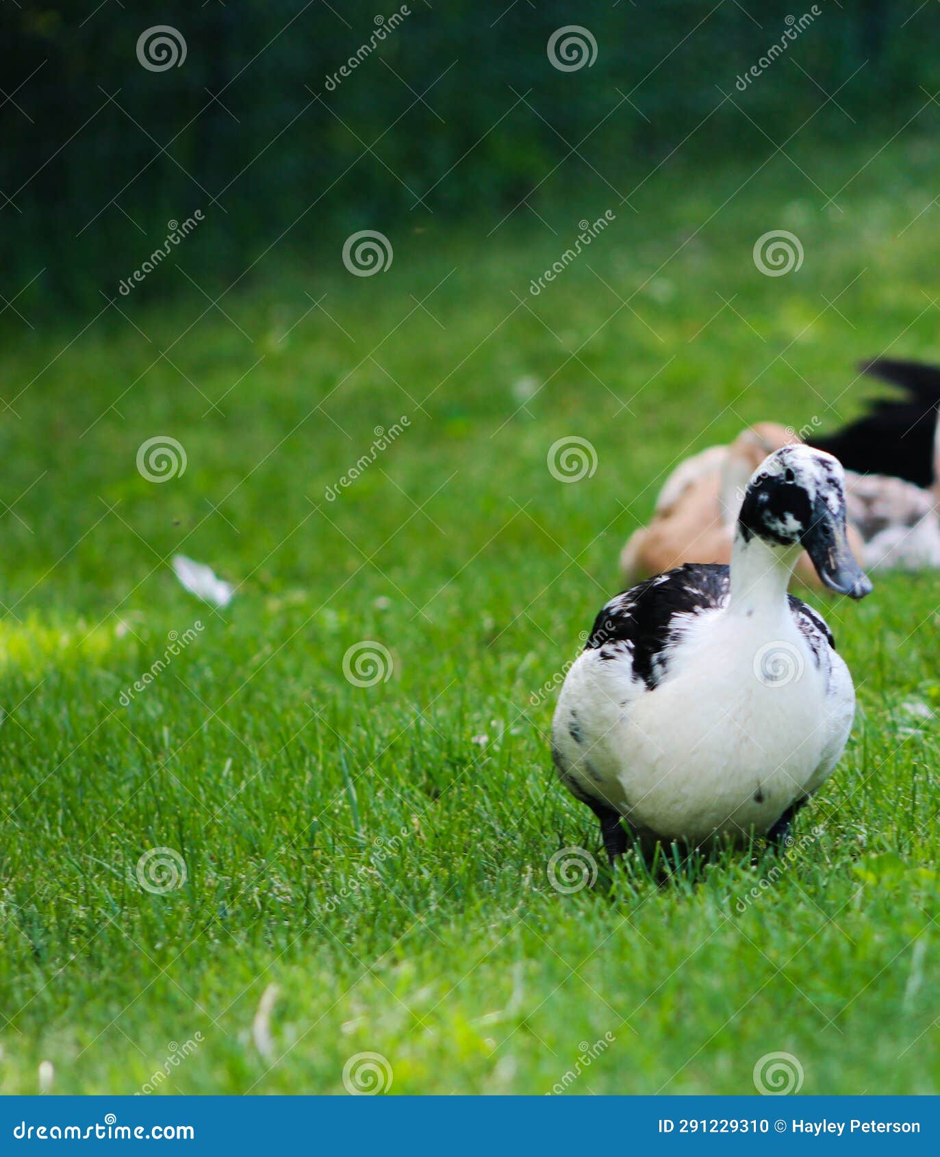 Domestic Cayuga Pekin Mix Duck Stock Photo - Image of pekin, backyard ...
