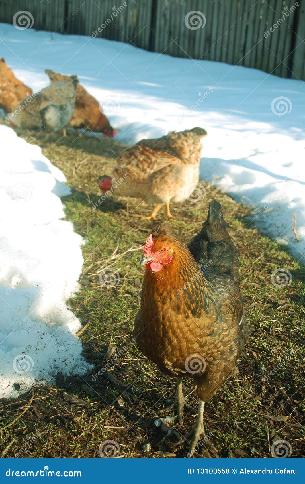Domestic chicken stock photo. Image of food, snow, chicken - 13100558