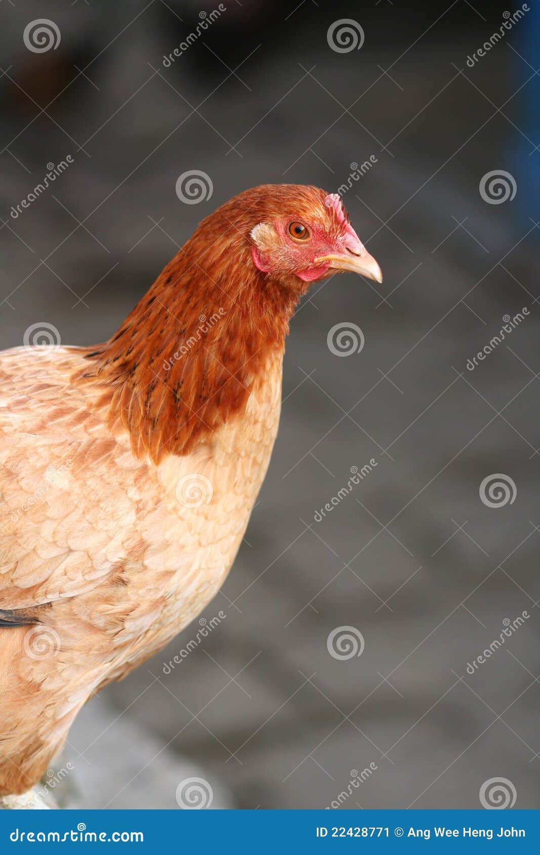 Domestic Chicken stock image. Image of poultry, farm - 22428771