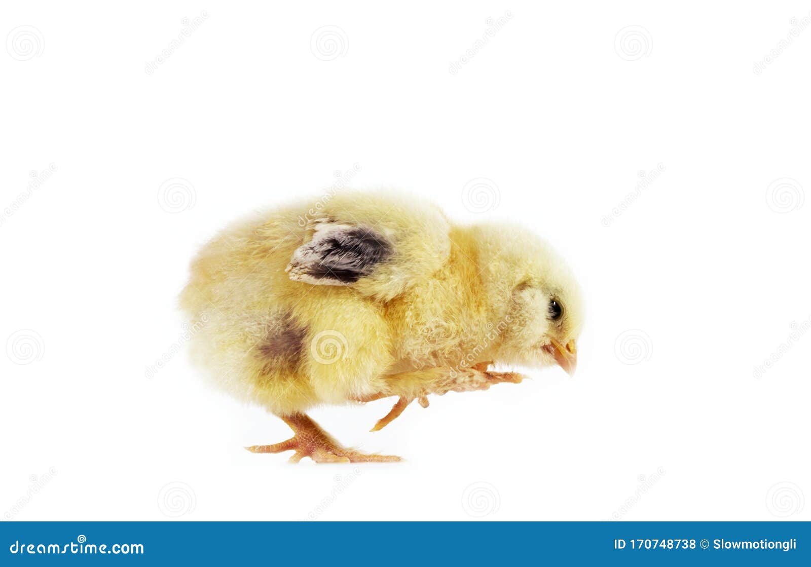 POUSSIN stock photo. Image of indoor, farm, young, length - 170748738