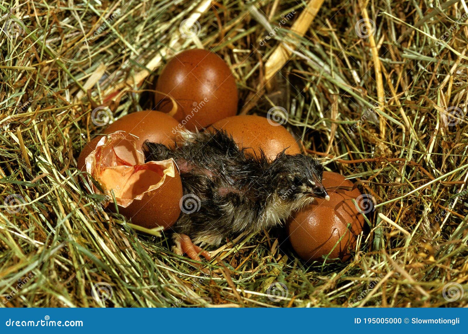 Chick Hatching From A Fluorescent Lamp Royalty-Free Stock Photography ...