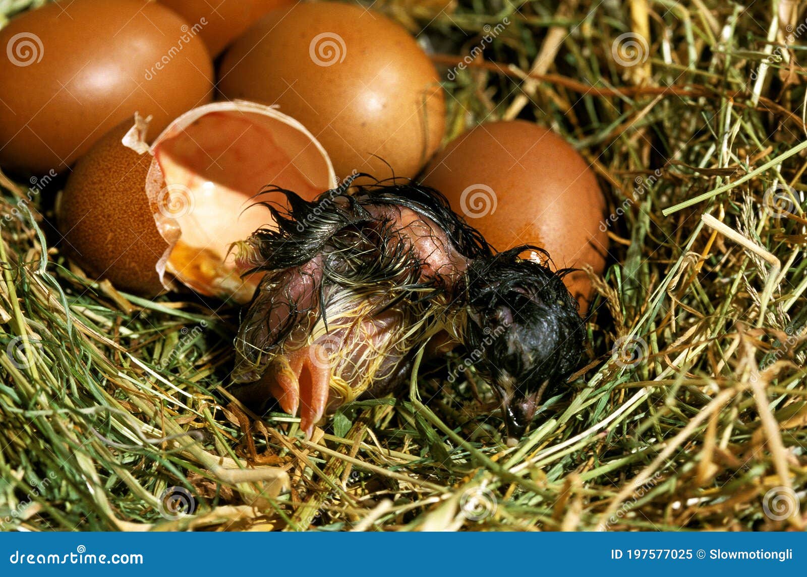 Chick Hatching From A Fluorescent Lamp Royalty-Free Stock Photography ...