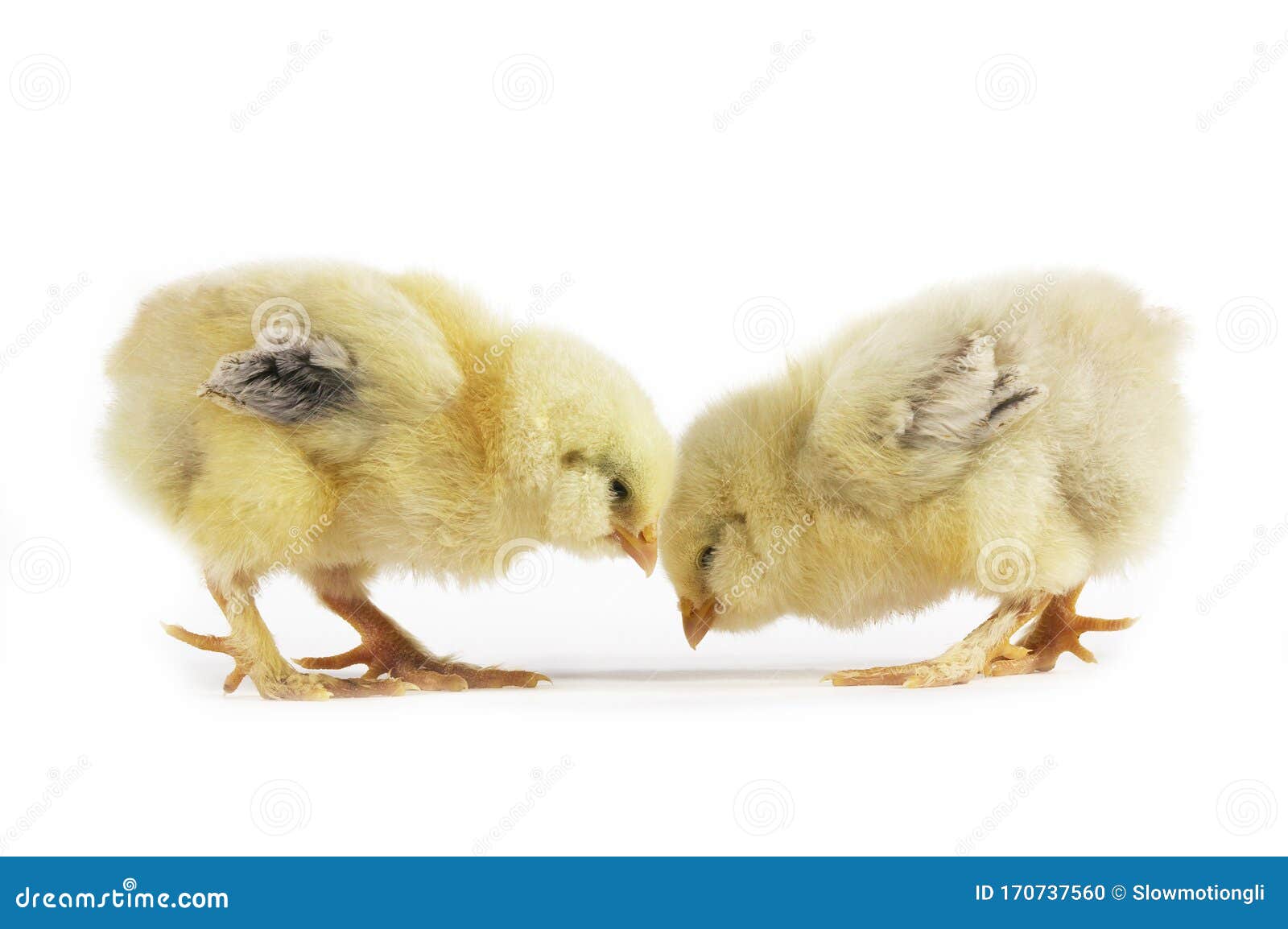 POUSSIN stock photo. Image of full, profile, standing - 170737560