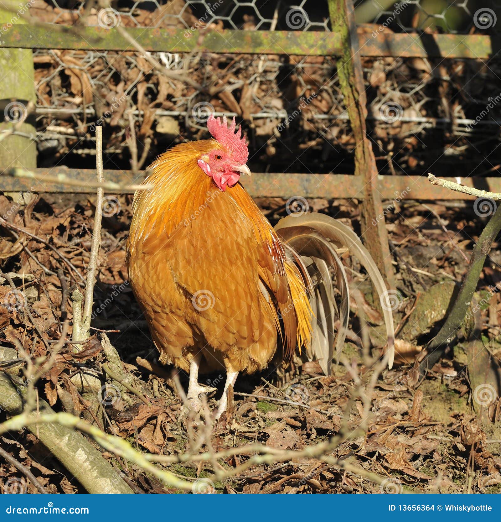 Domestic Chicken Cockerel stock photo. Image of game - 13656364