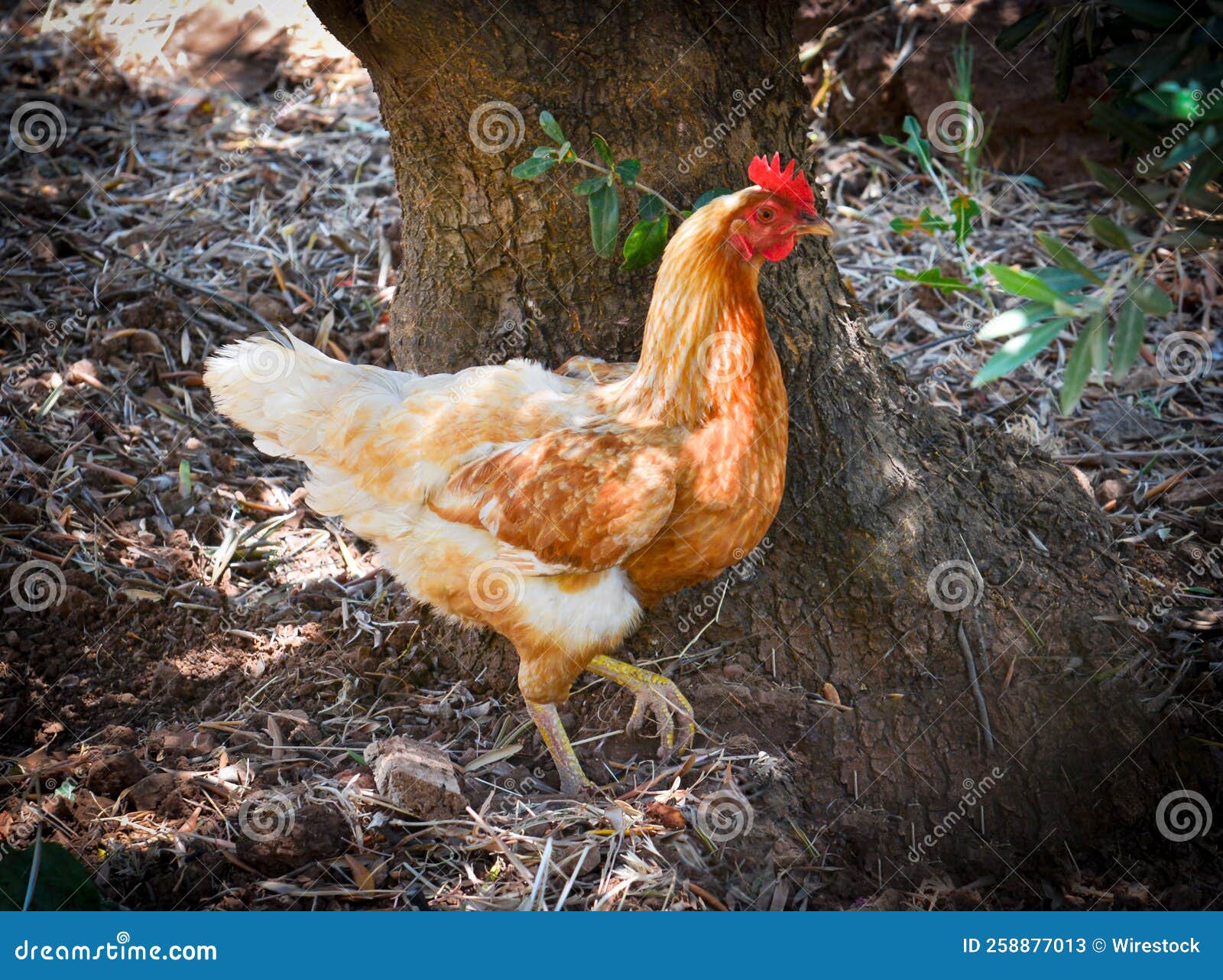 Domestic Chicken Foraging on the Ground Stock Image - Image of farm ...