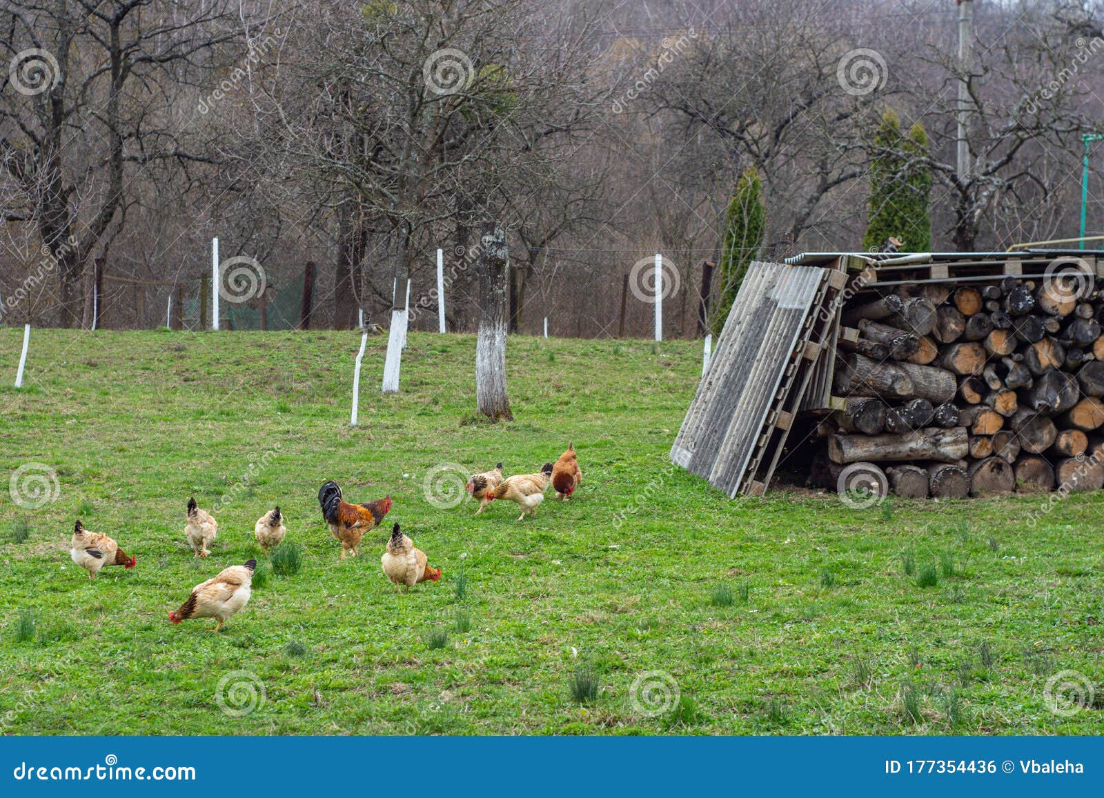 Domestic Chicken Hens on Poultry Yard Stock Photo - Image of fowl ...