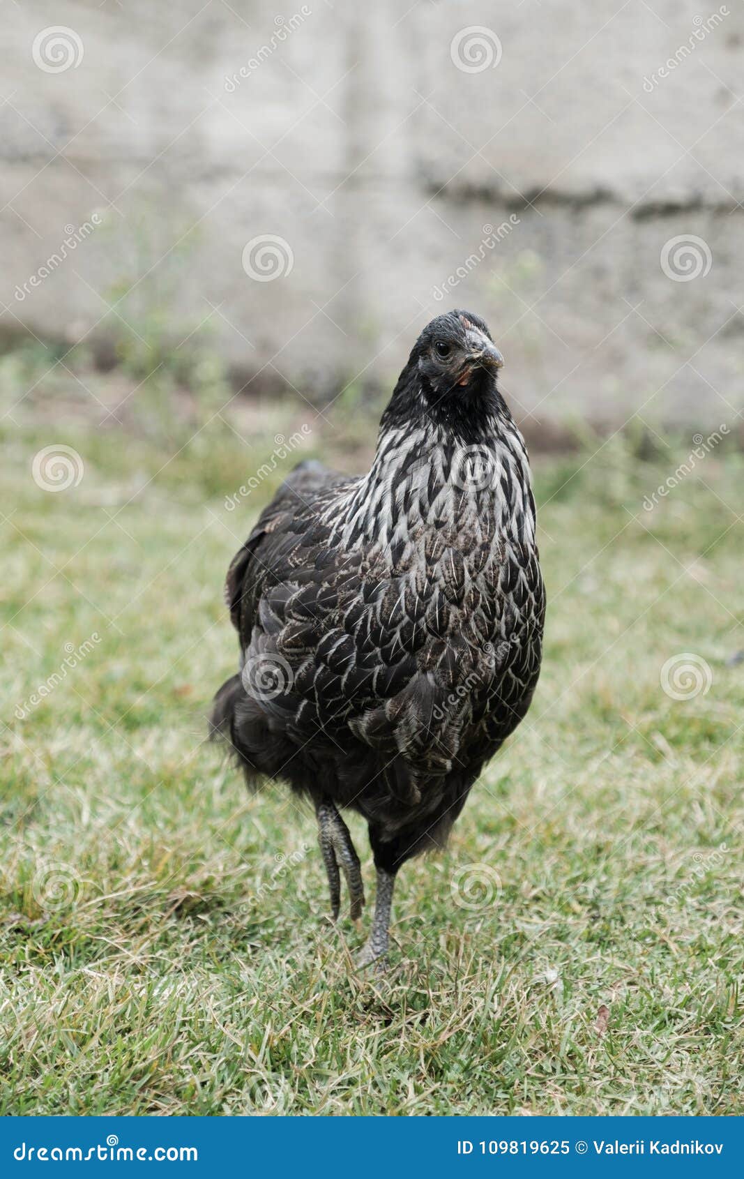 Chicken Poses For The Photographer. Stock Photography | CartoonDealer ...