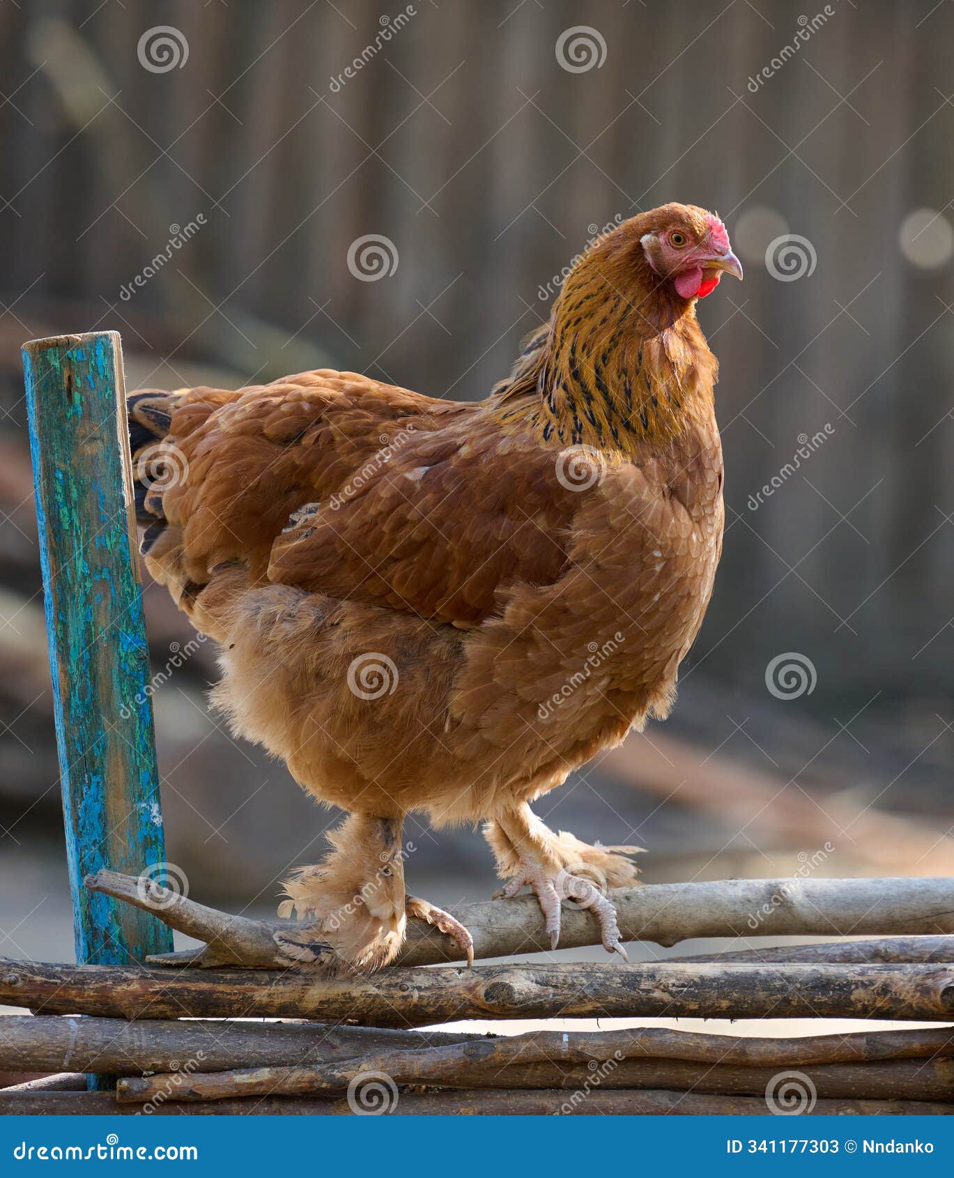 Domestic Chicken Walking Outdoors on a Summer Day Stock Image - Image ...