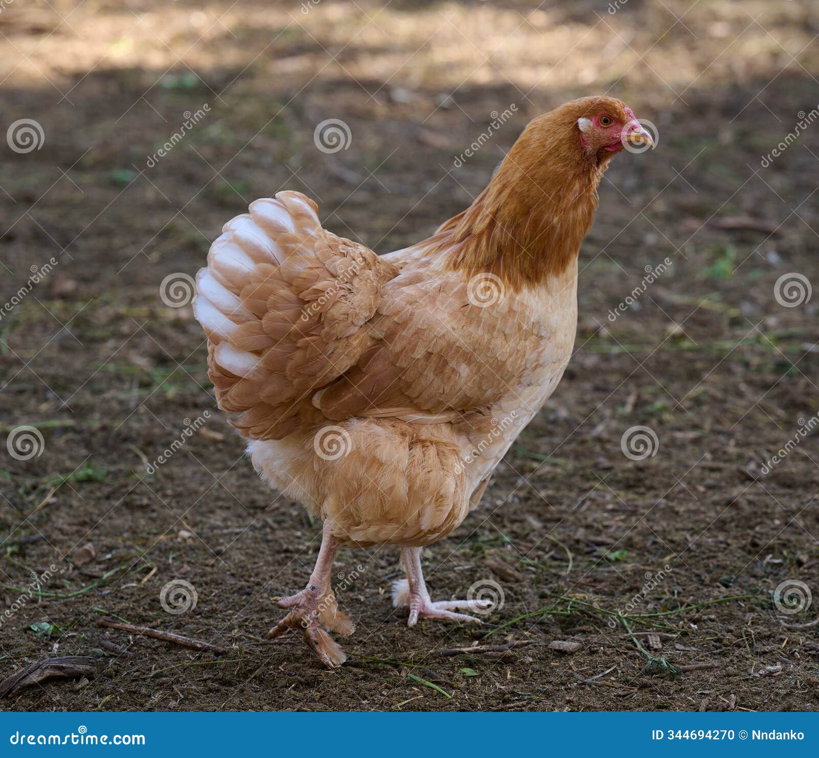 Domestic Chicken Walking Outdoors on a Summer Day Stock Photo - Image ...