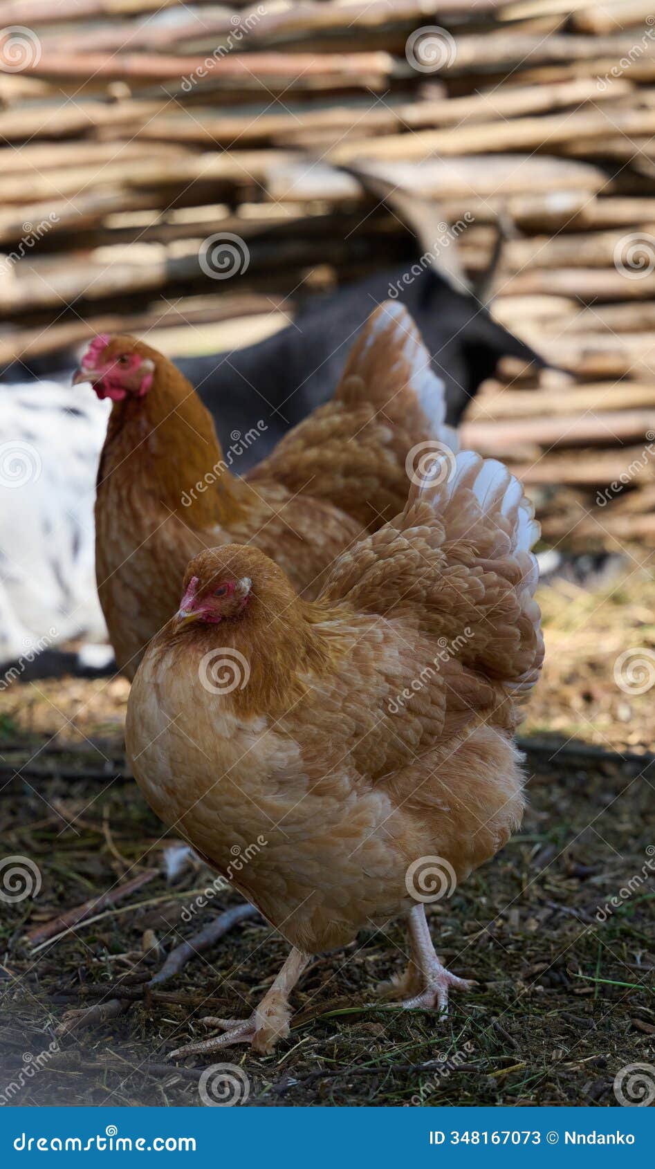 Domestic Chicken Hens And Ducks Eat Sharing Food From A Feeding Trough ...