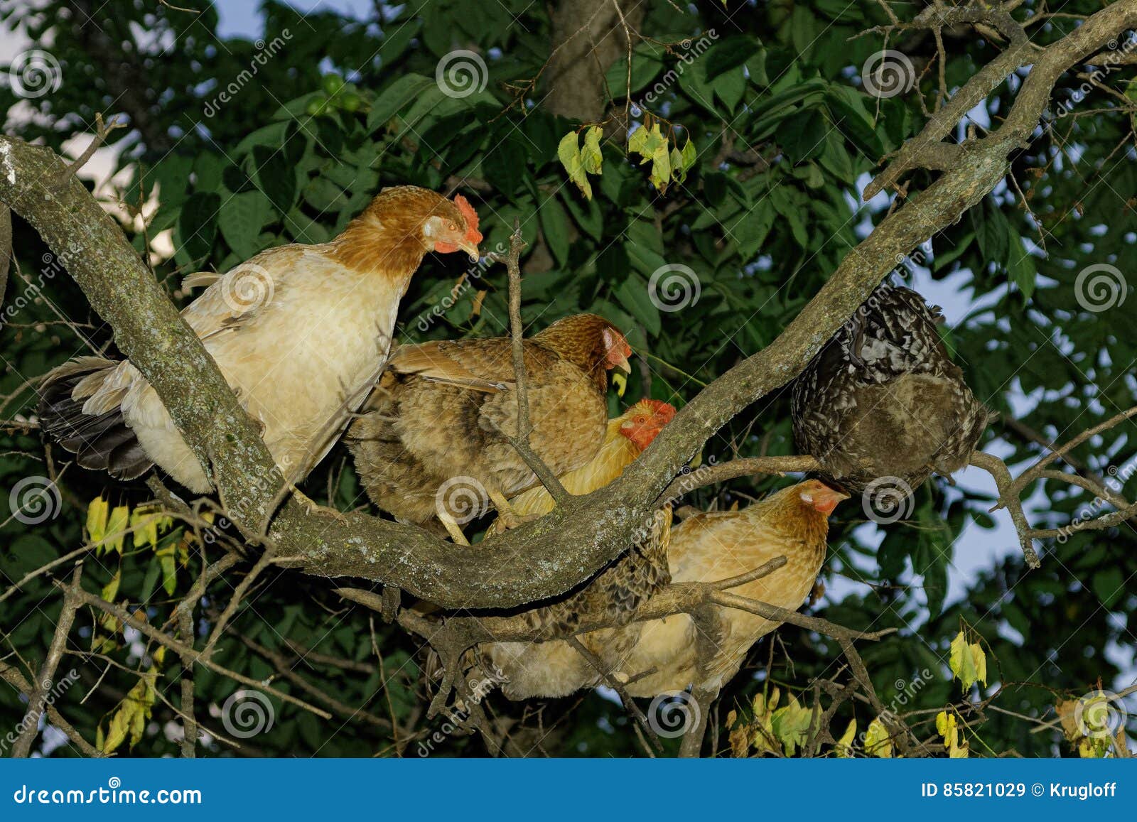 Domestic Chickens are Hiding Stock Image - Image of head, night: 85821029