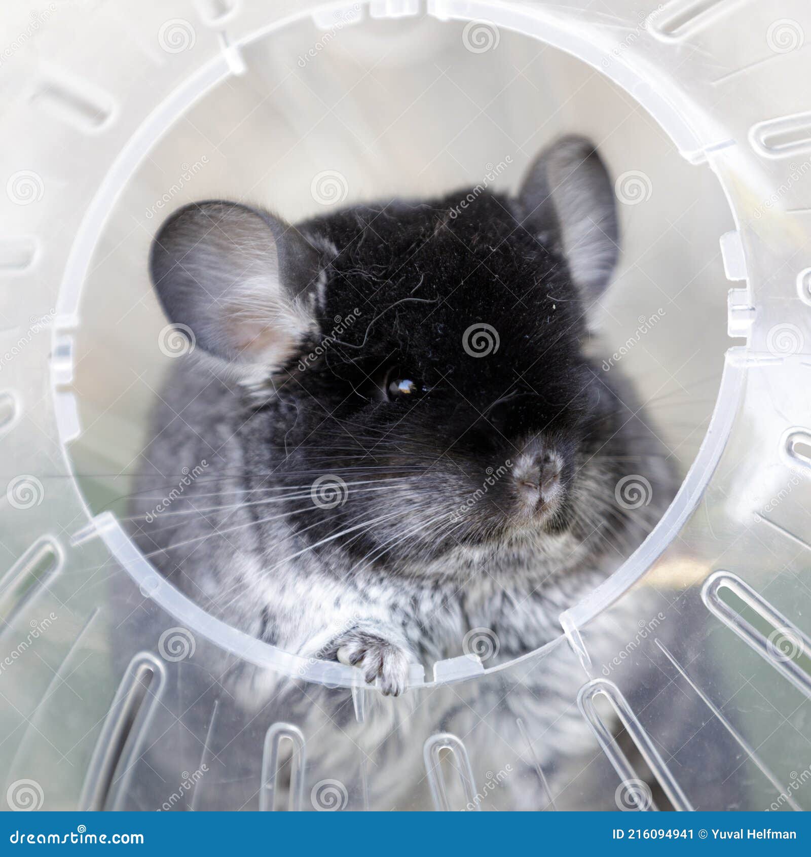 Domestic Chinchilla Peeking through Cage Stock Image - Image of ...