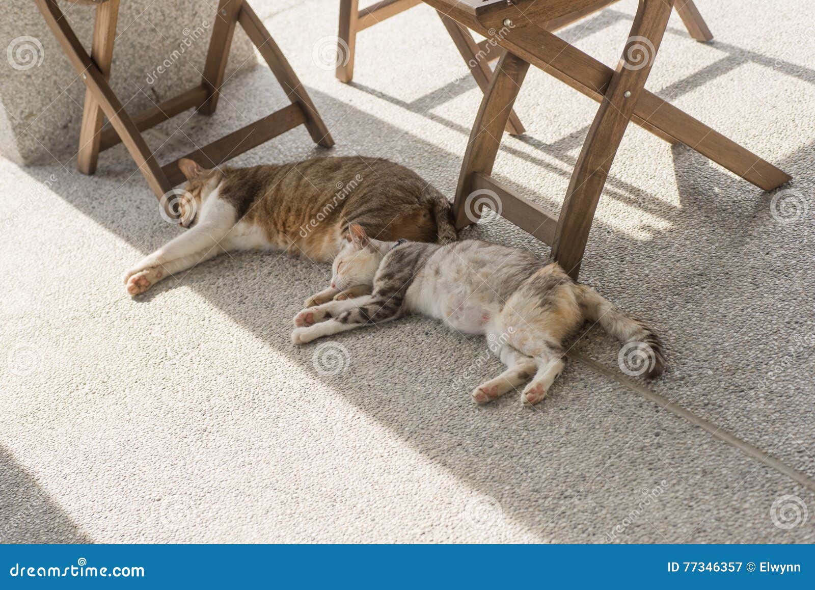 Domestic couple cat stock image. Image of funny, adorable - 77346357