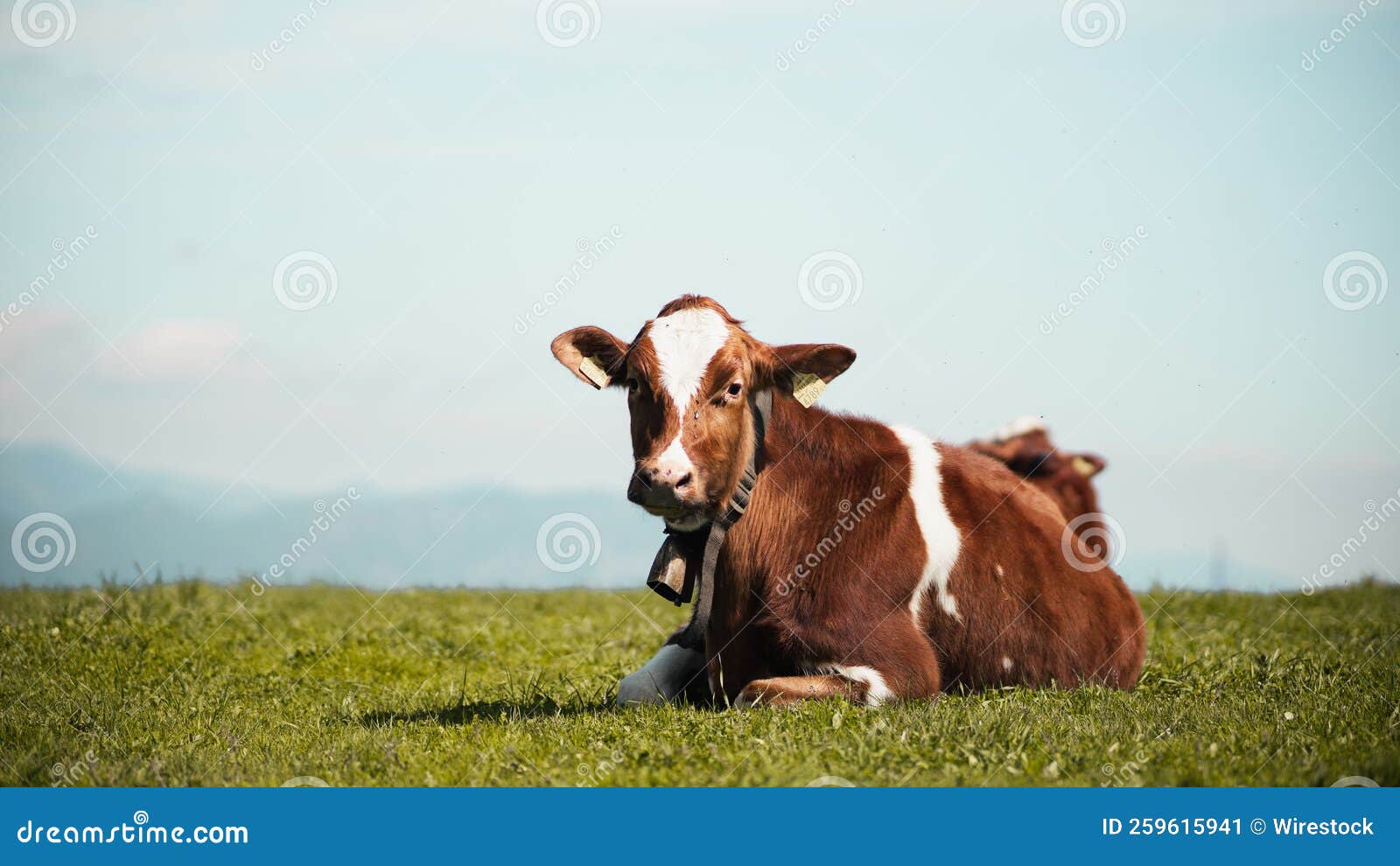 Domestic Cow Laying on a Meadow in a Field Outdoors Stock Image - Image ...
