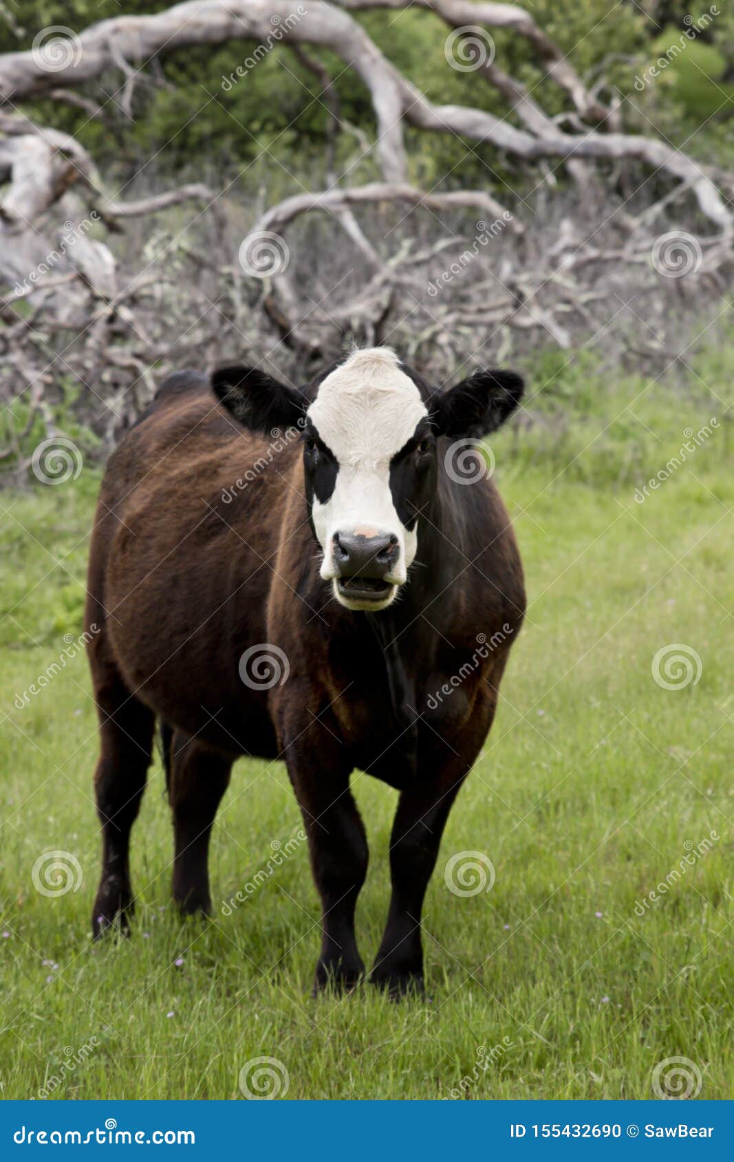 Domestic Cow in a Meadow stock photo. Image of brown - 155432690