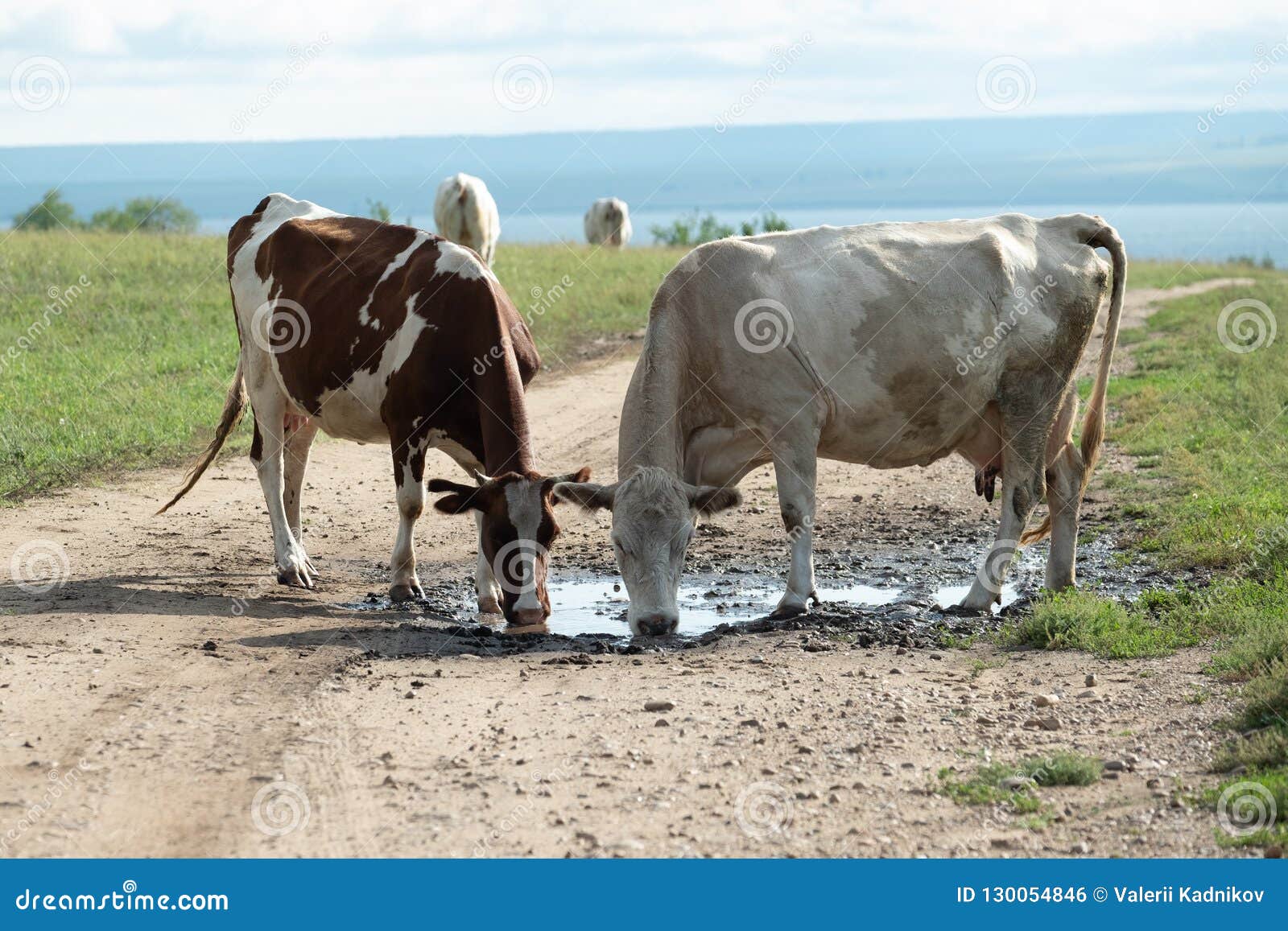 Domestic Cows Drink Water from a Puddle. Stock Photo - Image of beefs ...