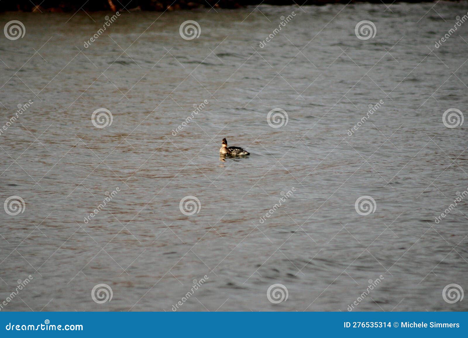 Domestic Crested Mallard Duck Female Swimming Alone Stock Photo - Image ...