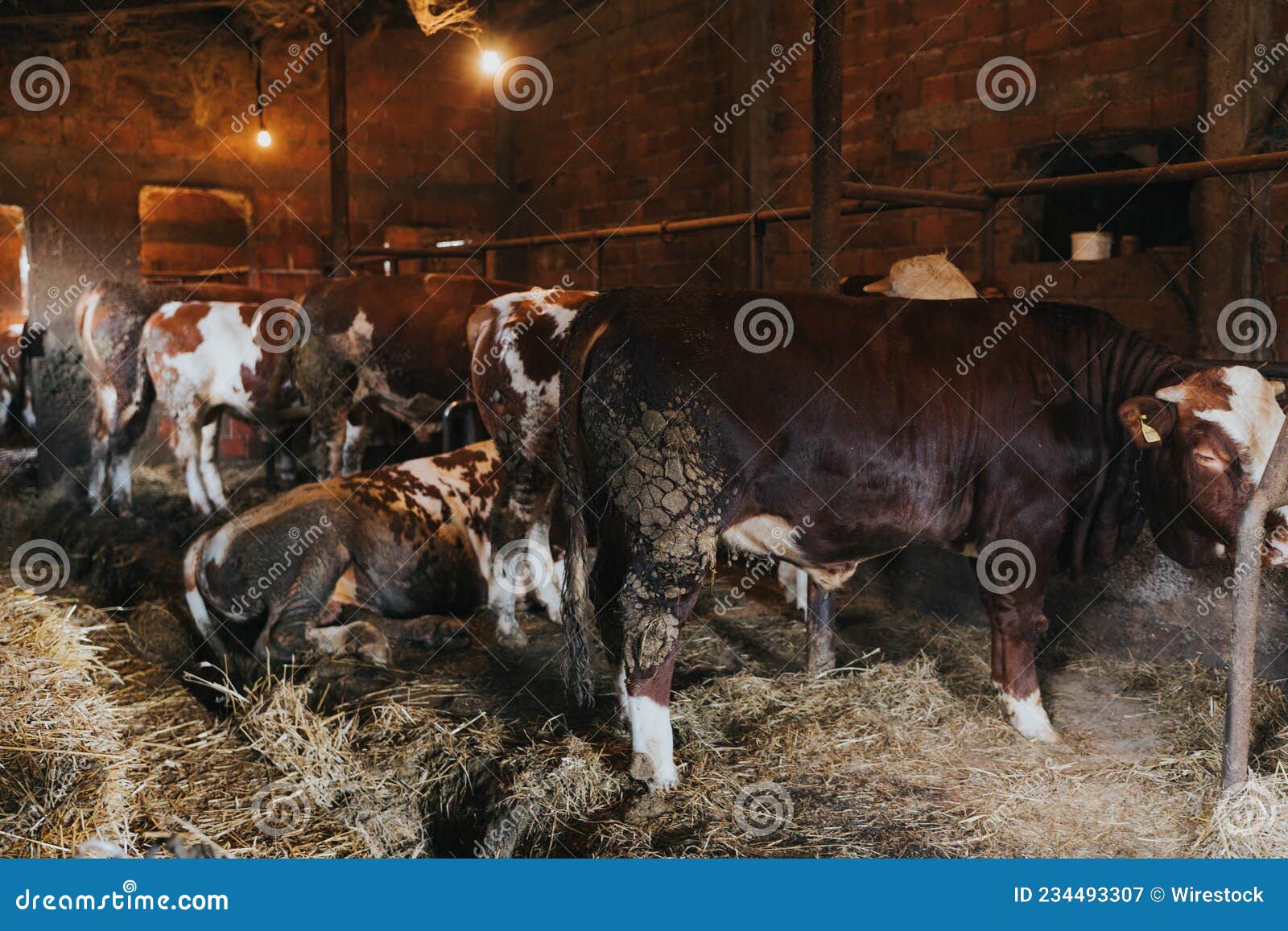 Dark brown bulls in a barn stock image. Image of farm - 234493307