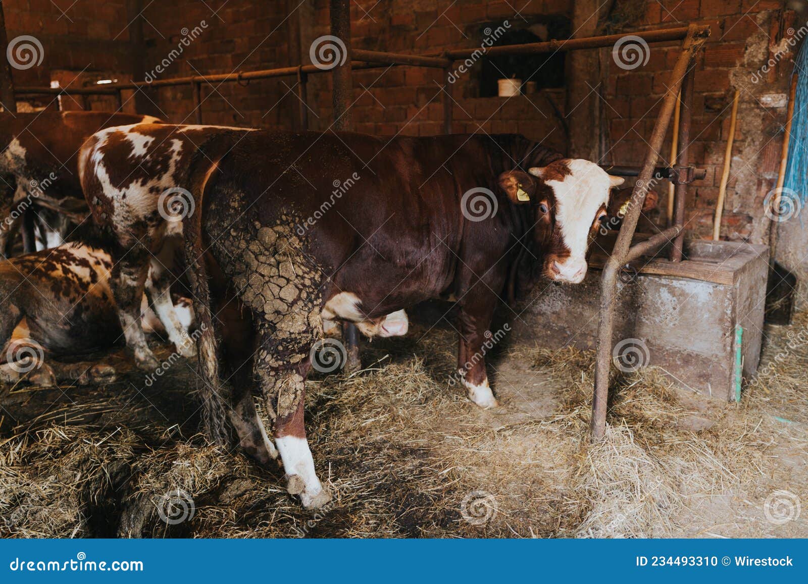 Dark brown bulls in a barn stock photo. Image of domestic - 234493310