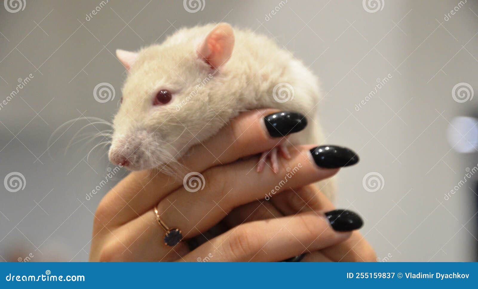 Decorative rats stock image. Image of furry, home, animal - 255159837