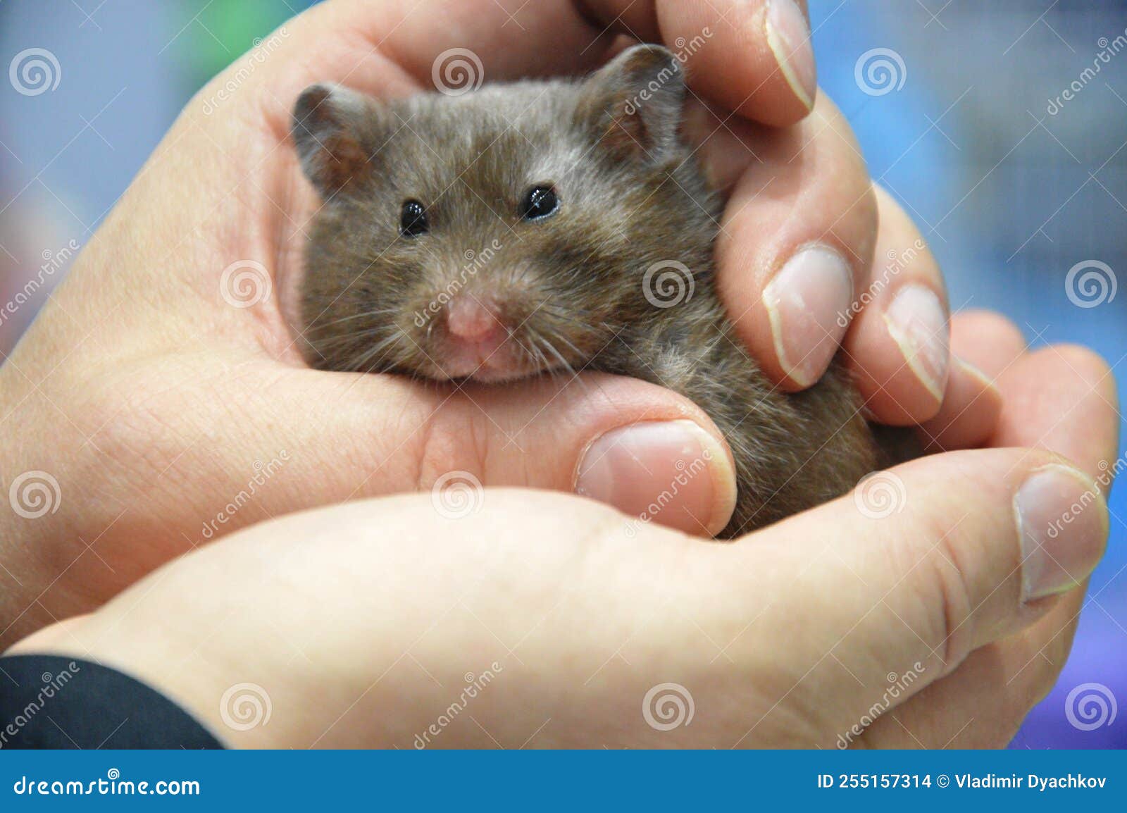 Domestic decorative rats stock photo. Image of hamster - 255157314